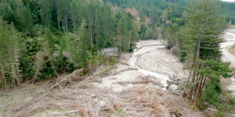 In New Zealand, Ikea hogs land, jeopardising native ecosystems In New Zealand, Ikea hogs land, jeopardising native ecosystems